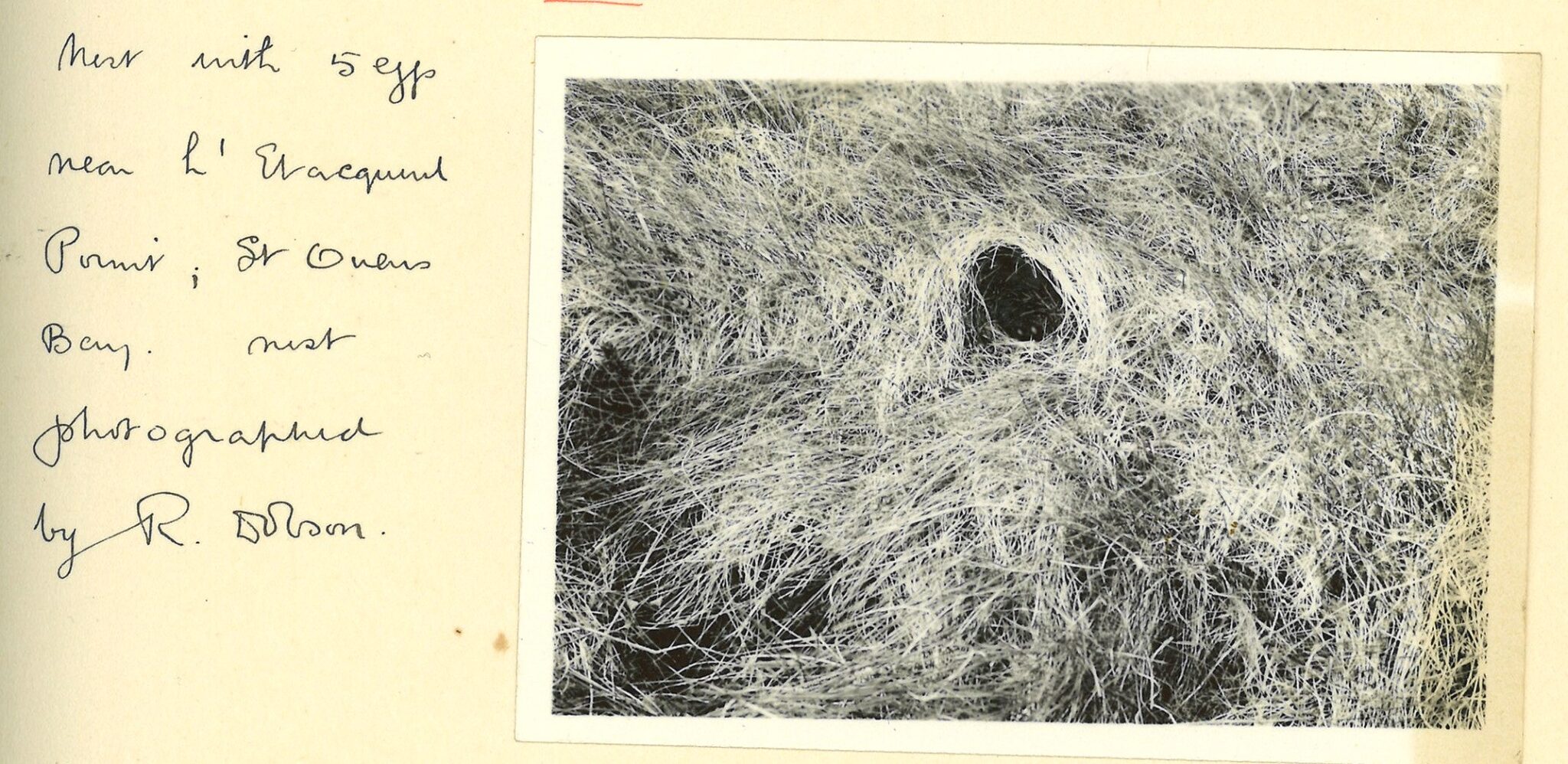 Roderick Dobson (1907-1979, Naturalist) and his collection in the Lord ...