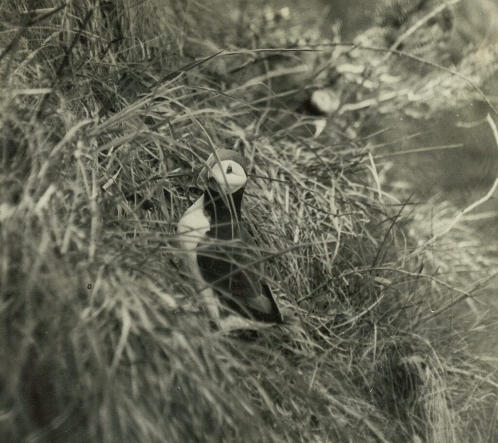 Roderick Dobson (1907-1979, Naturalist) and his collection in the Lord ...